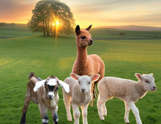 mouton chèvre alpagas – Nutrition Canin Felin Inc.