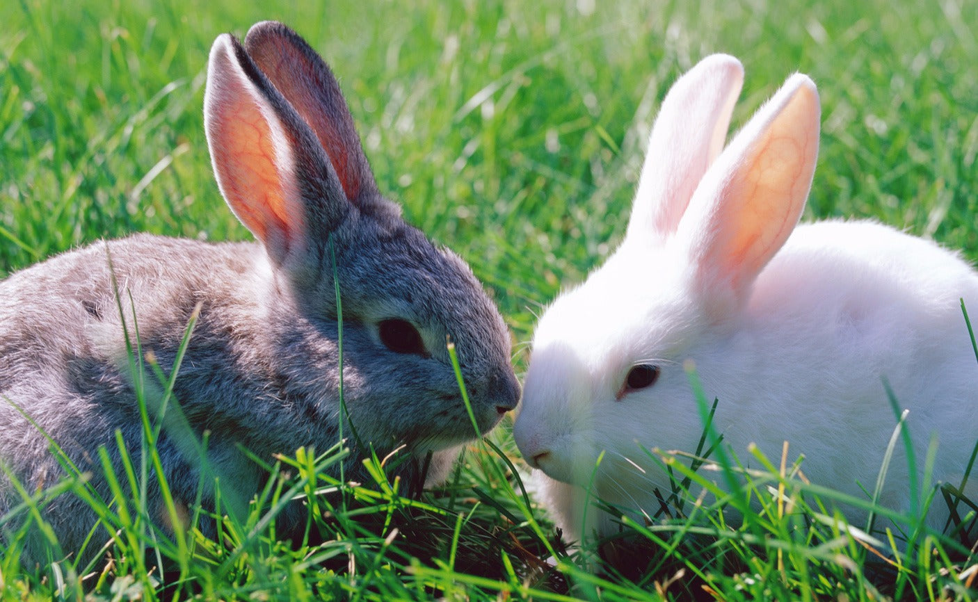 Lapin – Nutrition Canin Felin Inc.